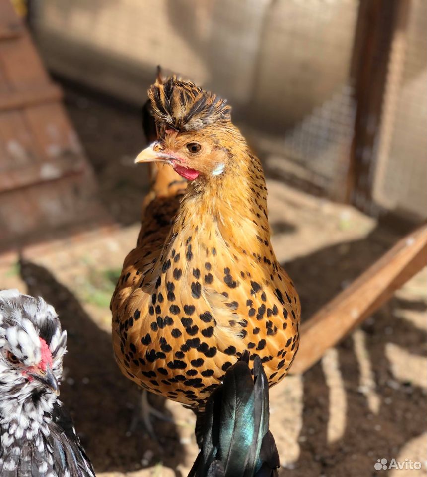 Курочка Аппенцеллер