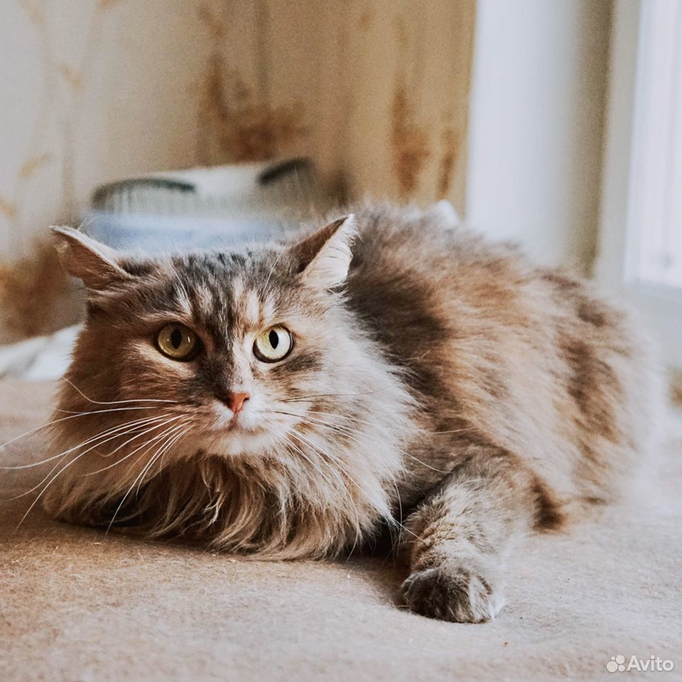 Ищу хозяина