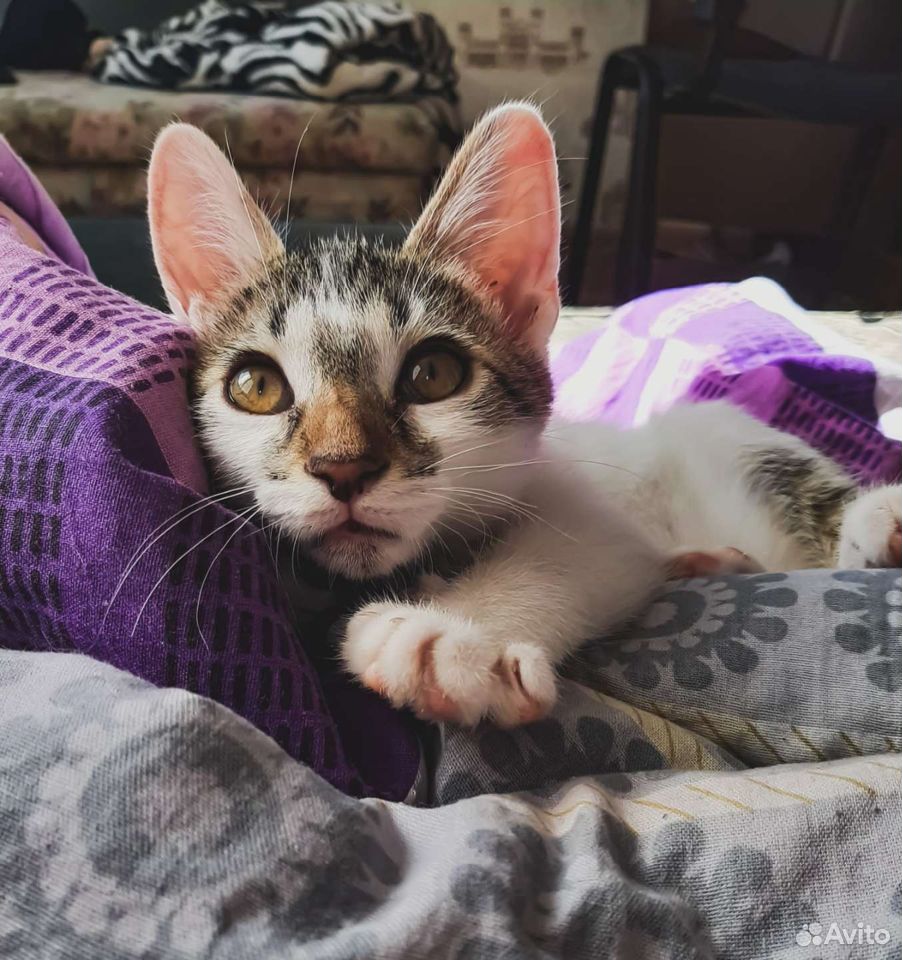 Котик