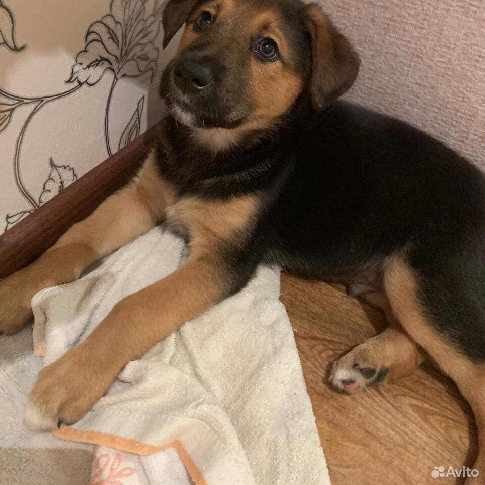 Собака