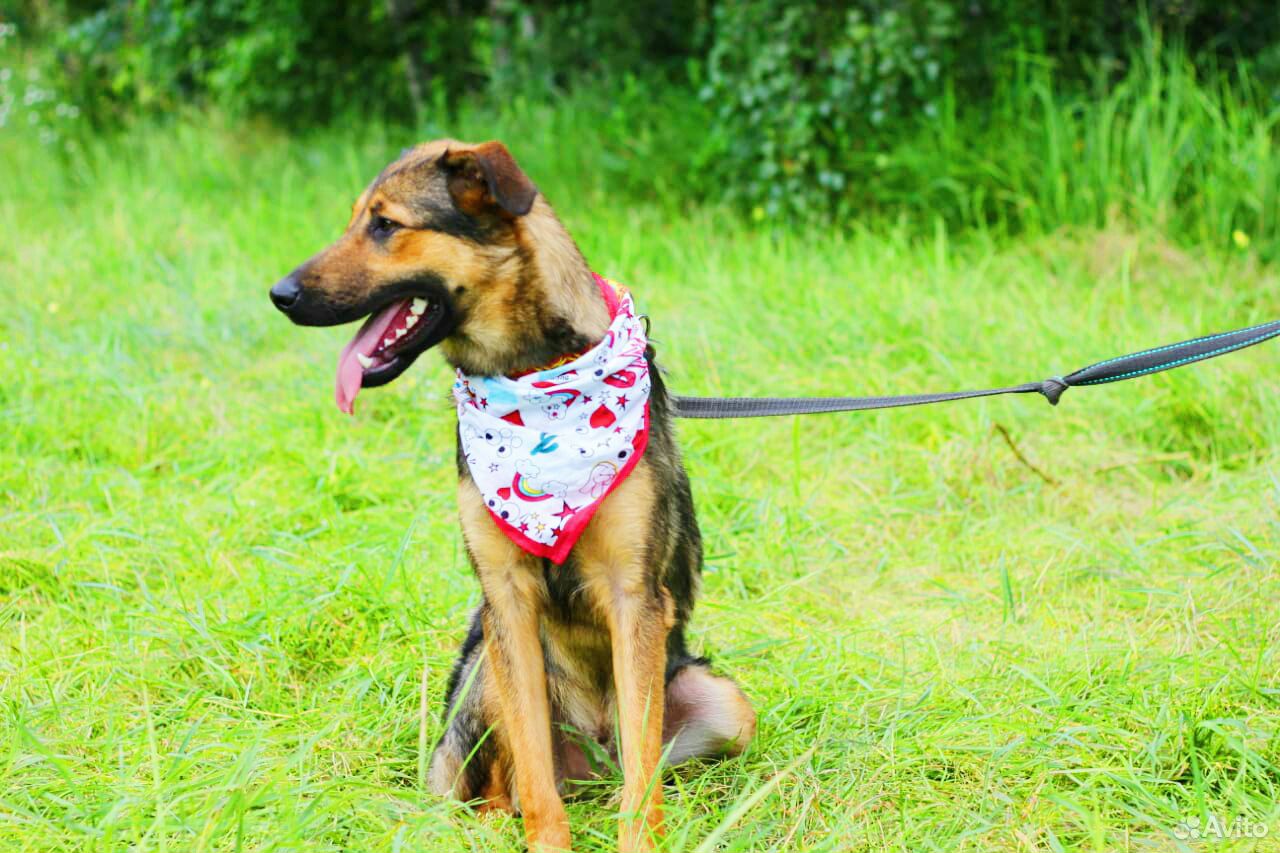 Небольшая собака из приюта в дар