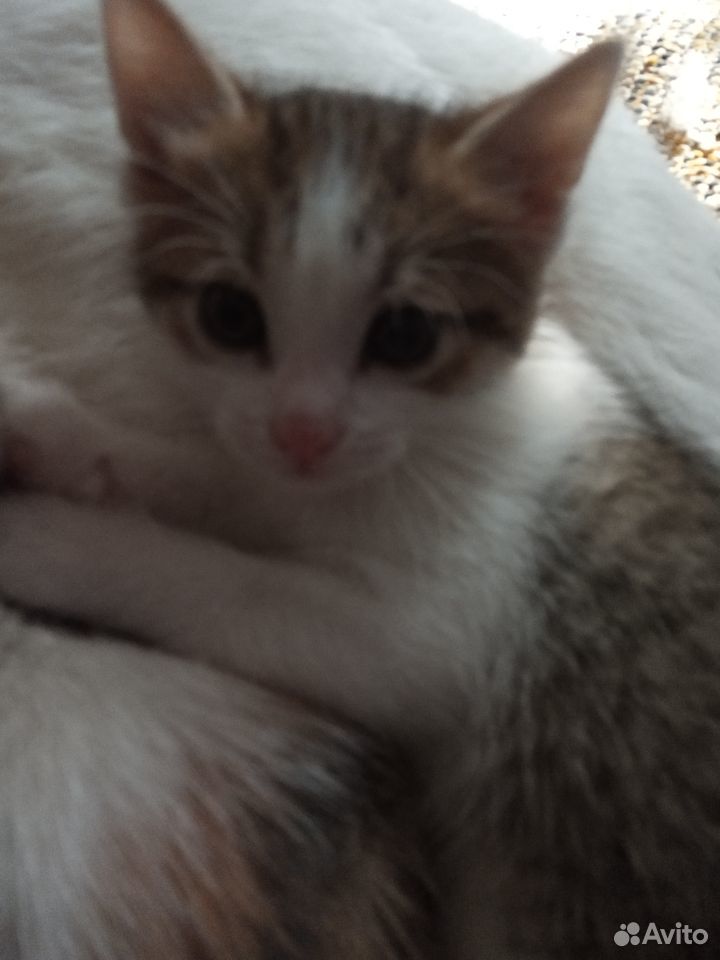 Трёхцветный котёнок в добрые руки