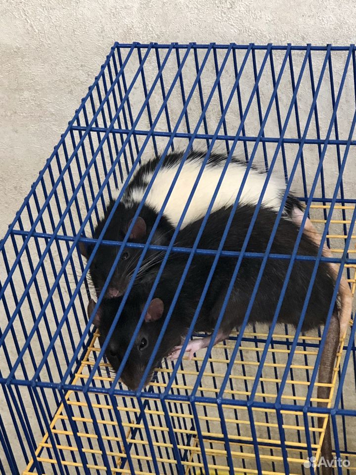 Крыски, 2 мальчика