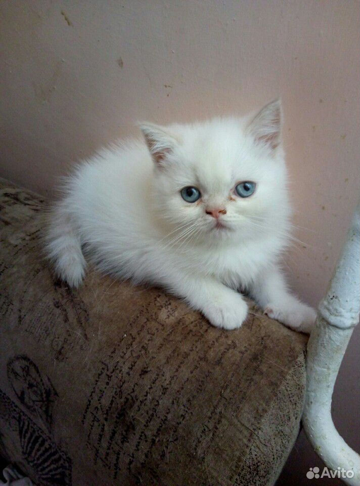 Красавица экзоточка