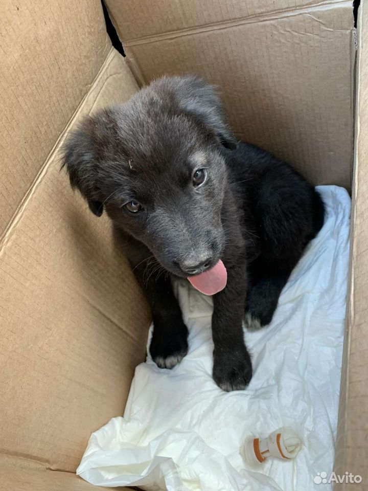 Подкинули щенков Черные девочки, 1.5 месяца