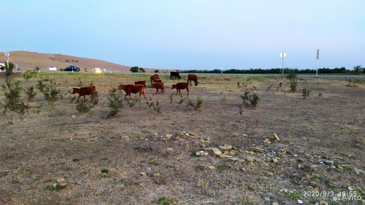 Стельные коровы 3шт.телята 6шт. 305т.р.можно обмен