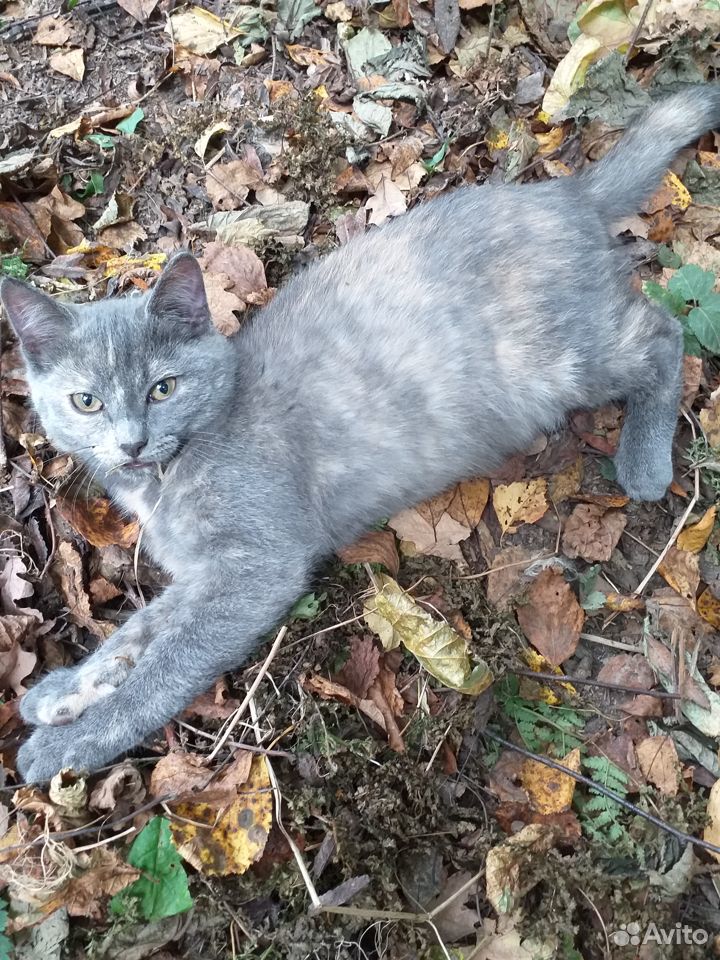 Котёнок