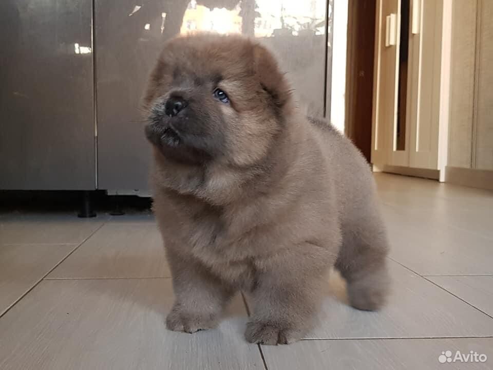 Щенок Чау-чау