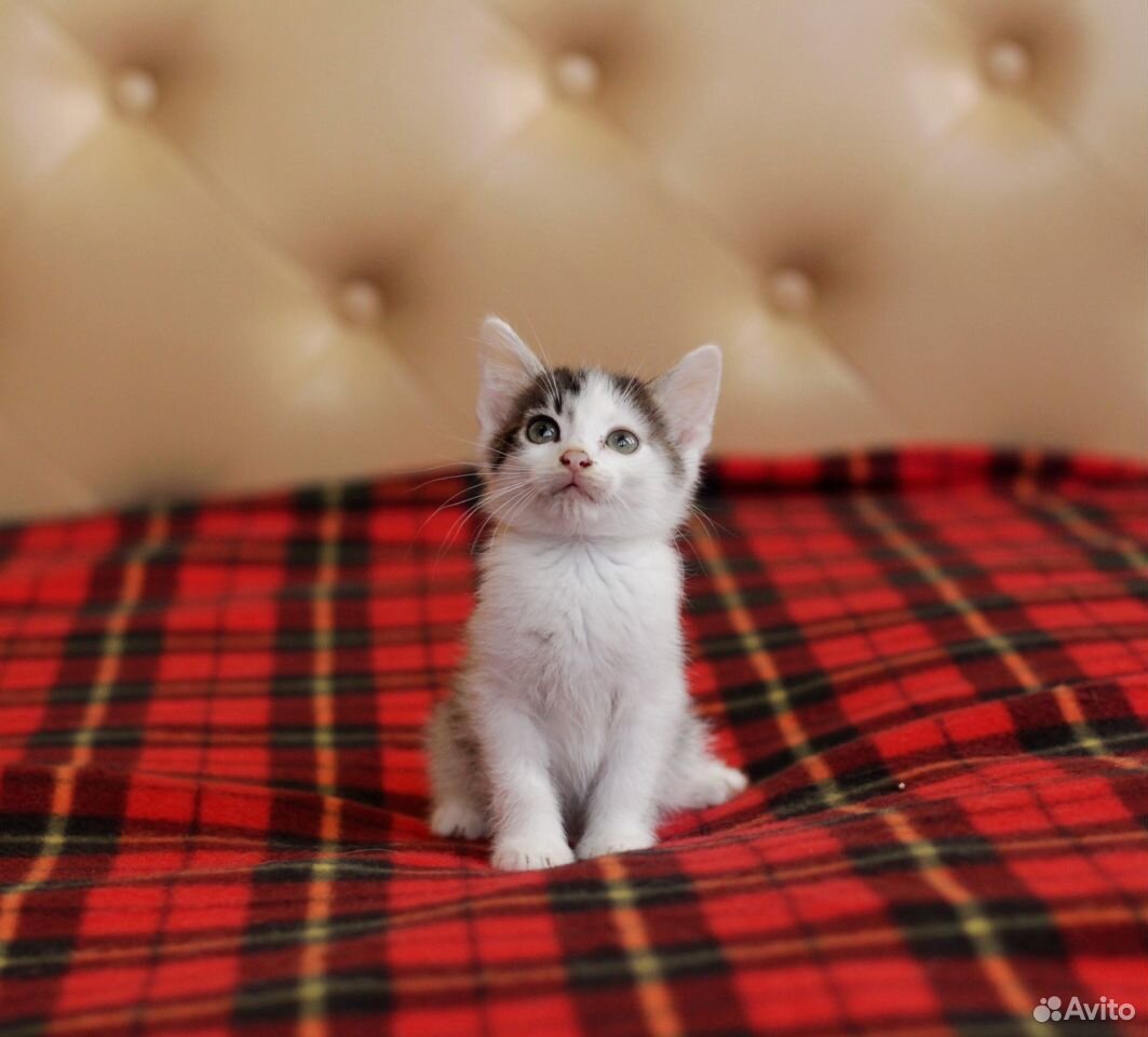 Мальчик, котенок-одуванчик, очень вас ждет, в дар