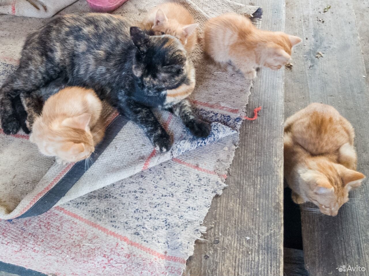 3 рыжые кошечки и один рыжий кот