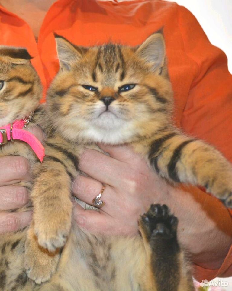 Сказочной красоты Котята Шотландцы