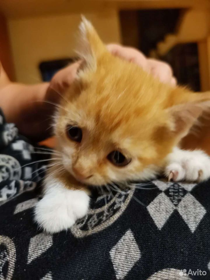Рыжий котенок, мальчик, 1.5 мес