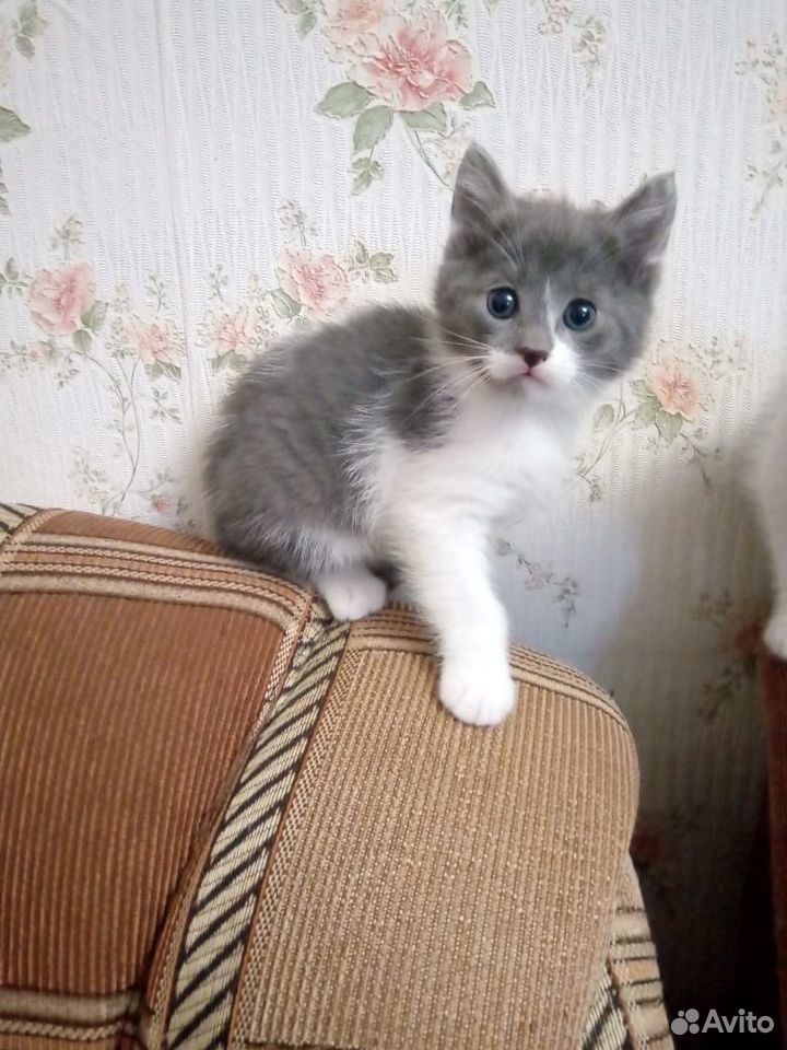 Котята(кошечка и котик)