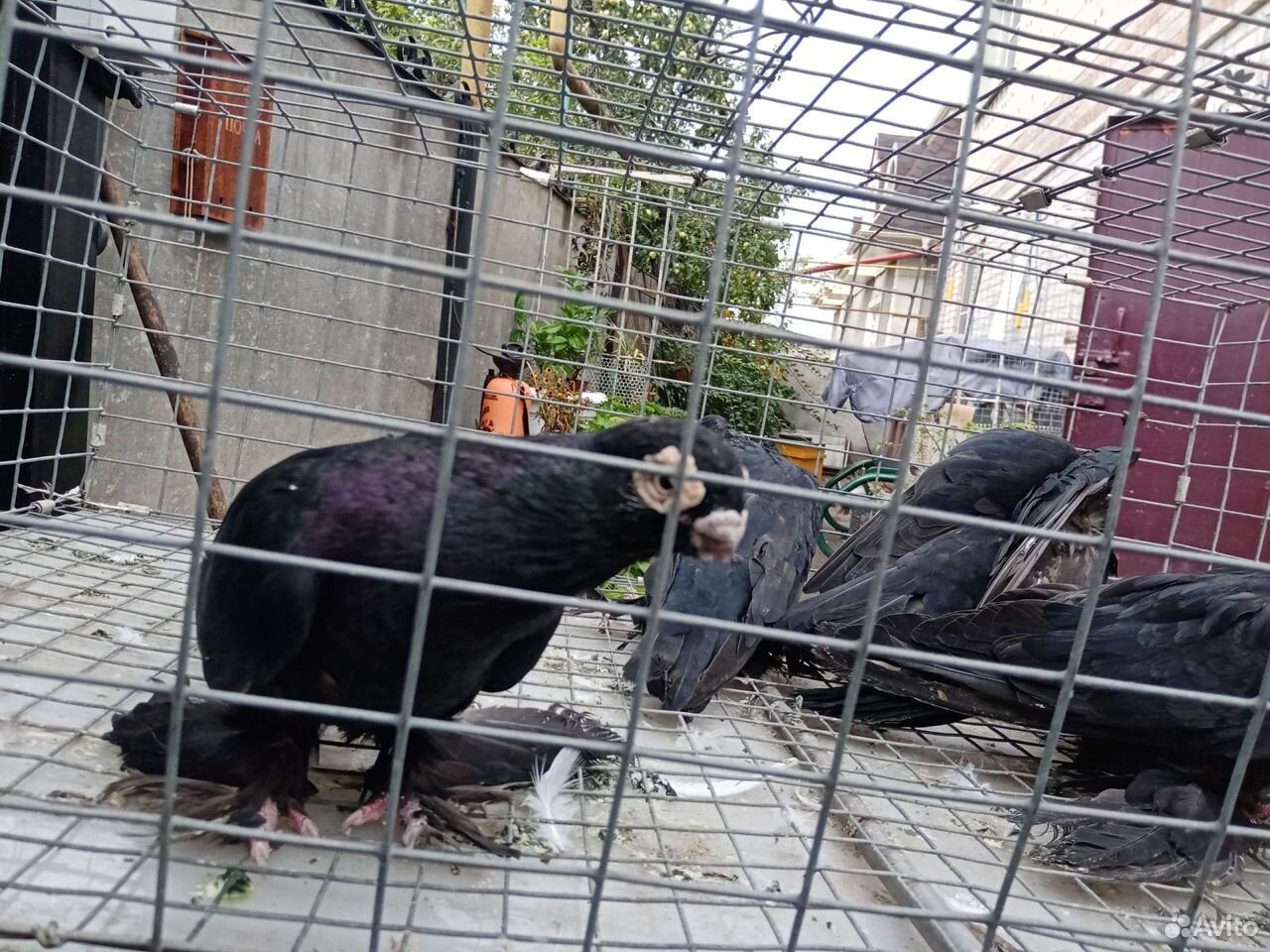 Армавирские короткоклювые