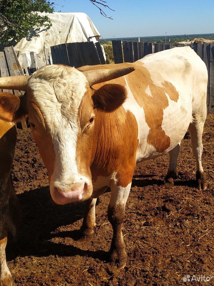 Бык 2 года