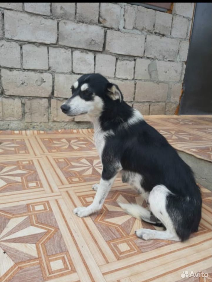 Ищет дом мелкая Собачка Соня