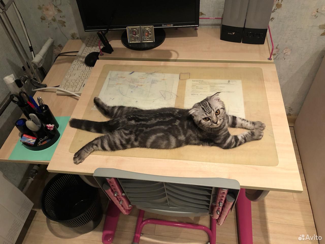 Шотландский котенок девочка 5 месяцев