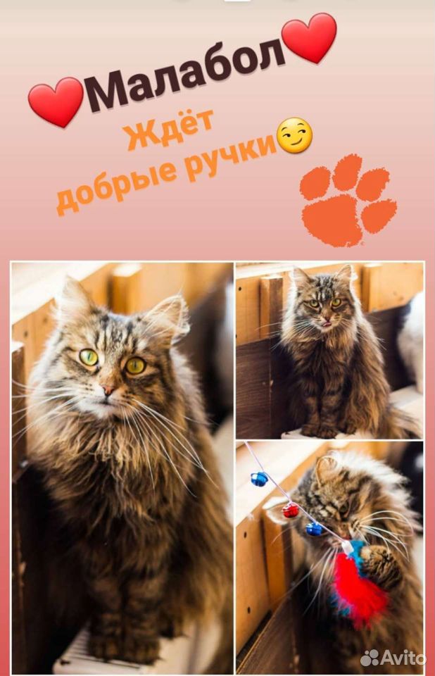 Кот ищет дом