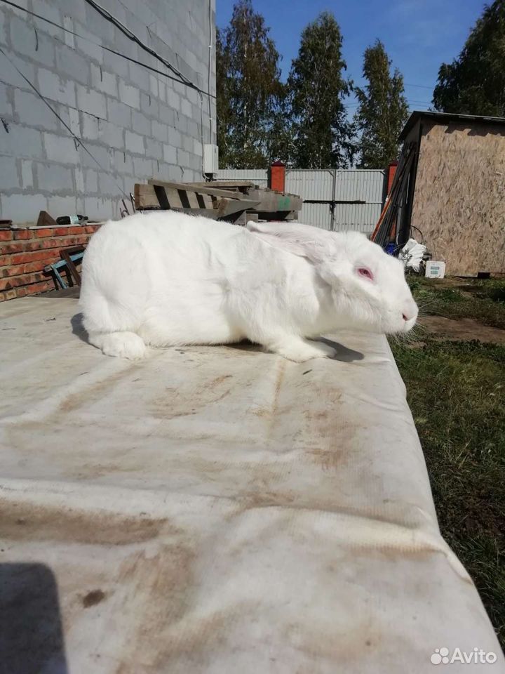 Обмен крола