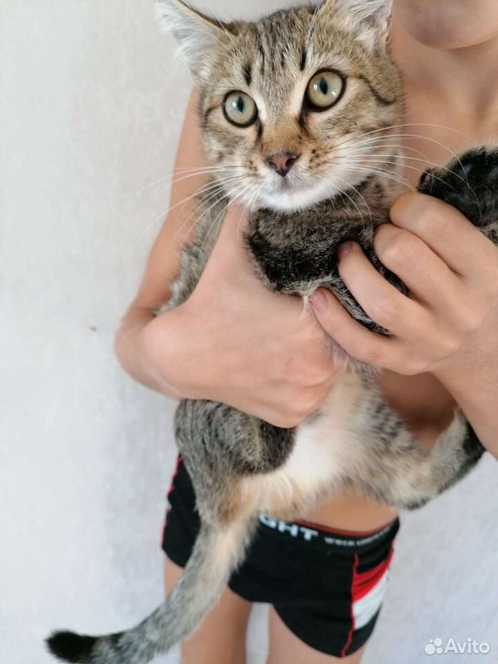 Кошечка