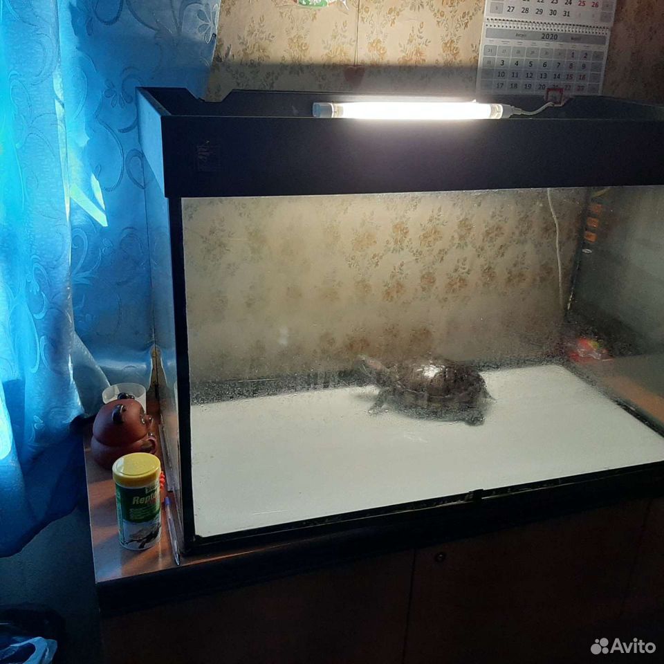 Отдам в добрые руки двух красноухих черепах и аква