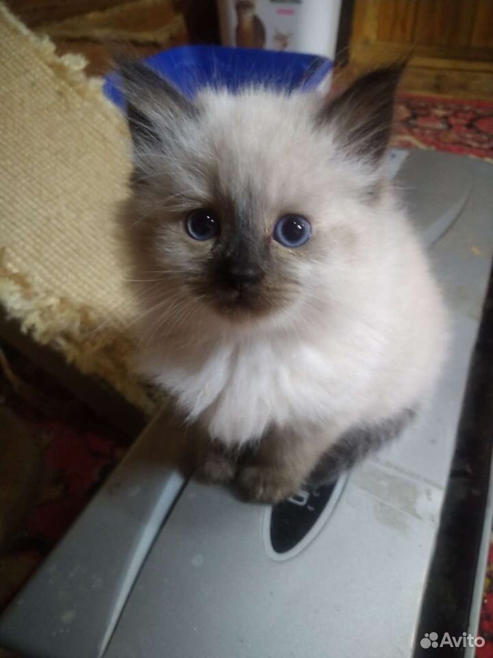 Котенок по имени Гав