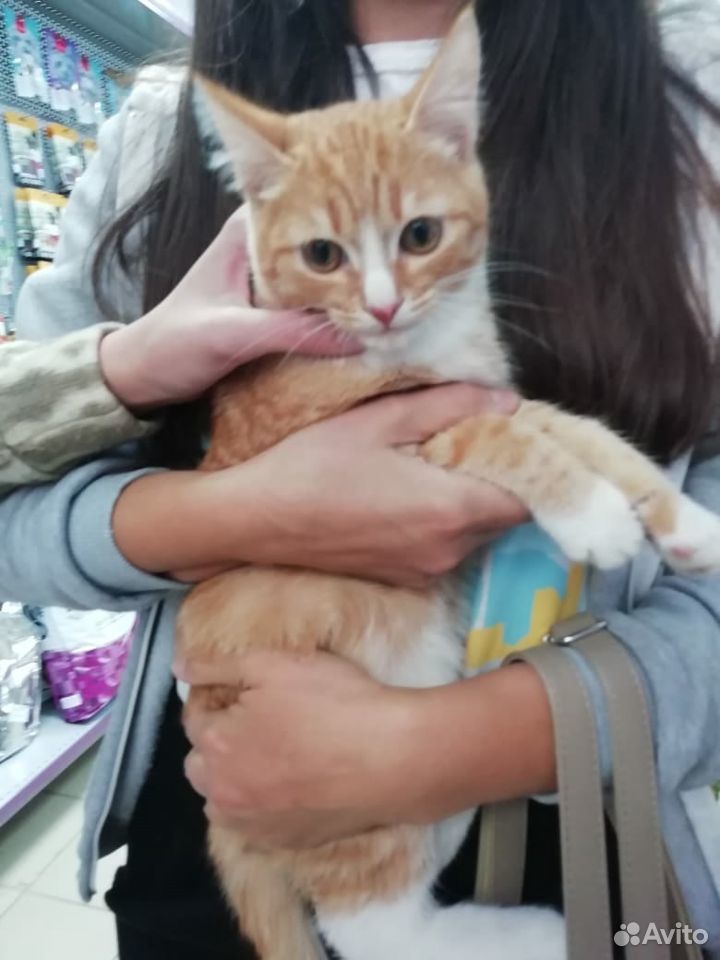 Рыжий котенок