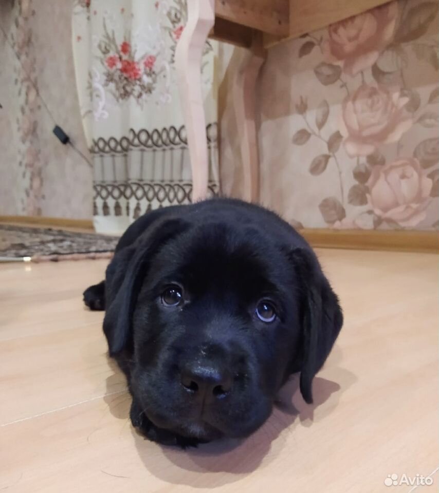 Щенки Лабрадора