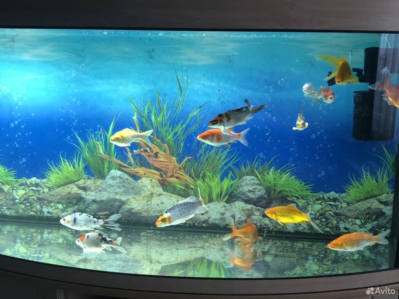 Карась Комета