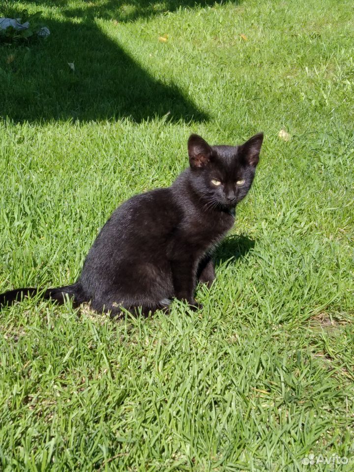 Кошечка Нуар