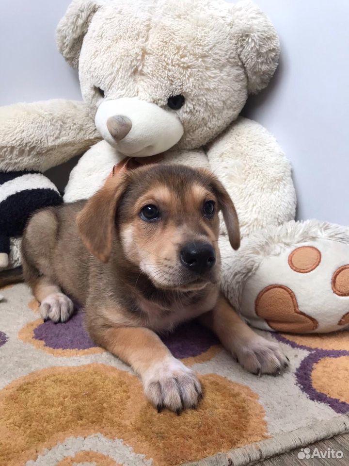 Бруно ищет дом