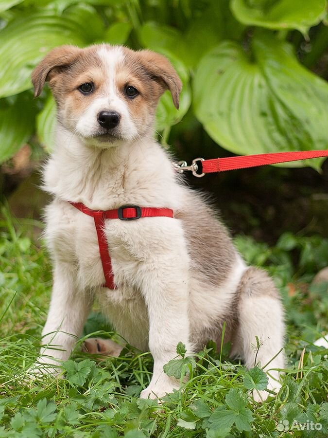 Щенок мальчик Джаз в дар