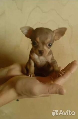 Тойтерьерчики