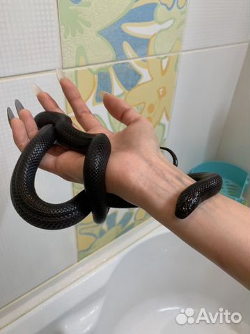 Змея нигритта (королевская “Nigrita”)