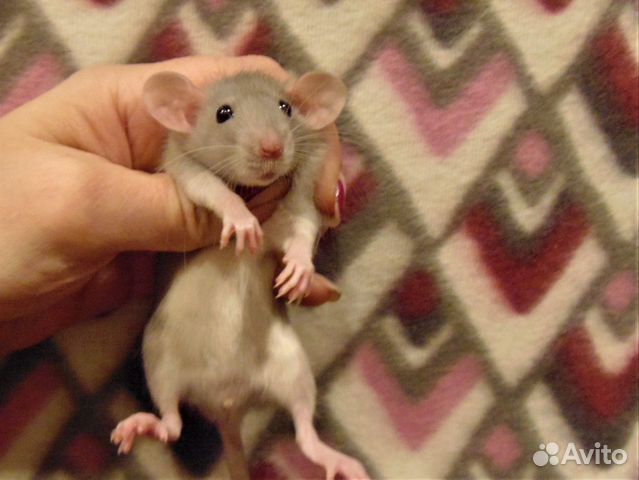 Крысята девочки питомник, клетки. гамак в подарок