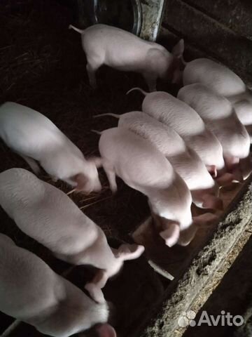 Поросенок ландрас