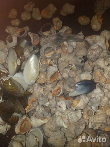 Ракушки рапана и мидий