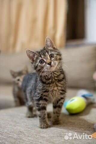 Котёнок Степа в добрые руки