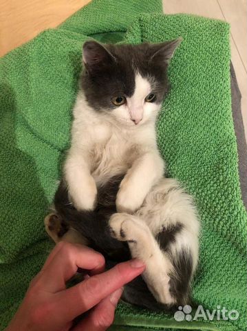 Ласковый котенок Жора в дар