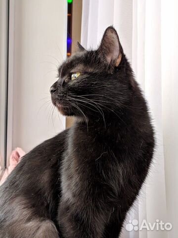 Черная кошка