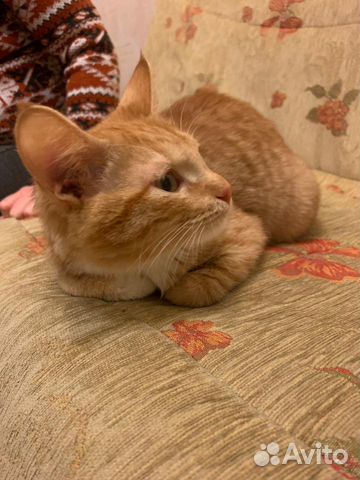 Рыжий котик-подросток с белыми лапками