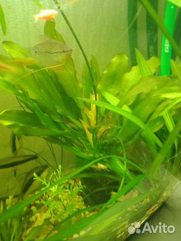 Эхинодорусы