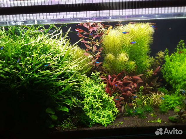 Аквариумные растения