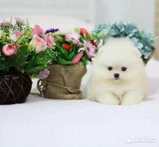 Micro и Mini Мимишки*Доставка и Самовывоз