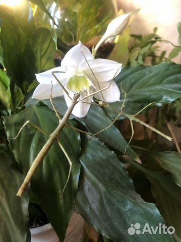 Аннамский палочник