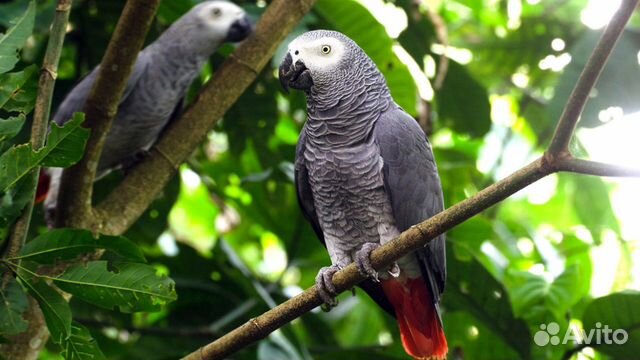 Попугая серого