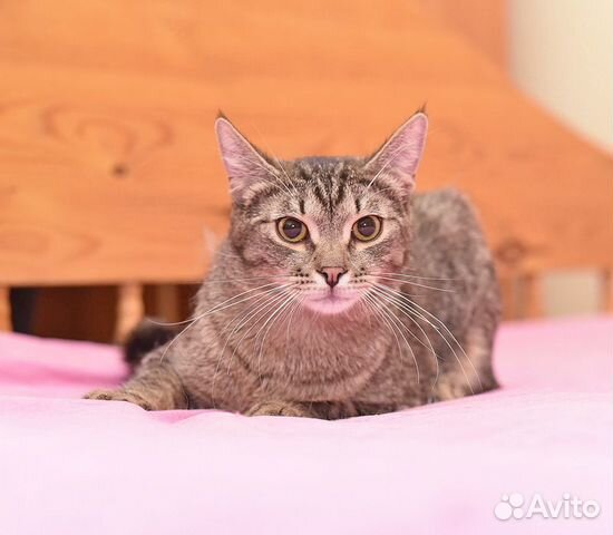 Котик Тигрюша