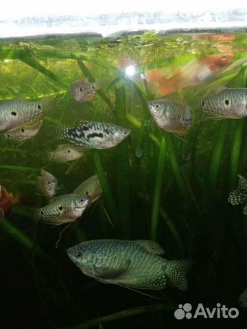 Голубые гурами