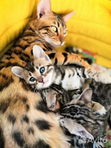 Котята-компаньоны от титулованных родителей