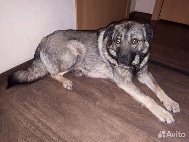 Собака в добрые руки